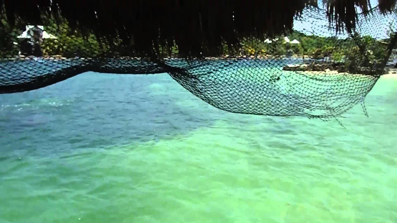 Delfines Roatan - YouTube