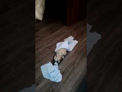 Obi1, where are you? - YouTube