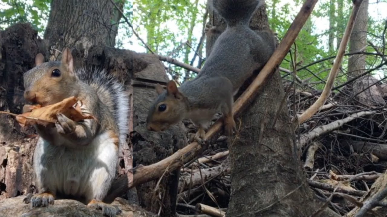 Wildlife Activity: Squirrel Watching, Listenable Birdsong; Cat and Dog ...