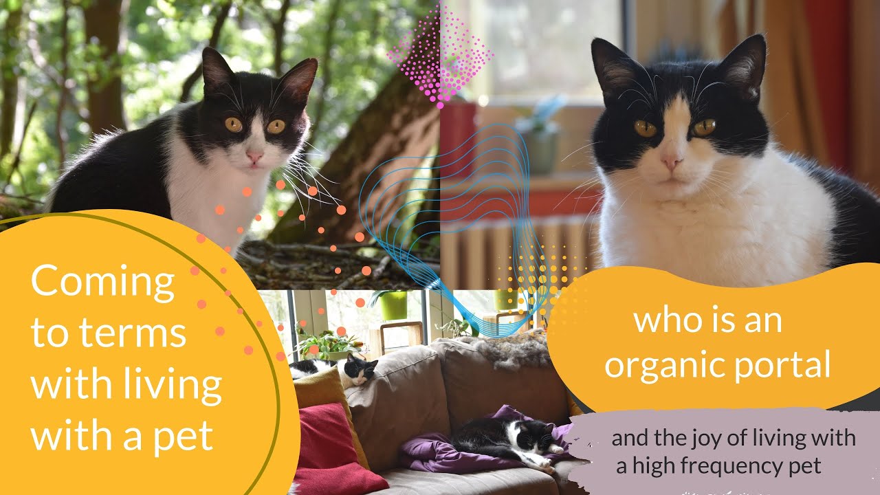 Coming to terms with living with an organic portal as a pet and a ...