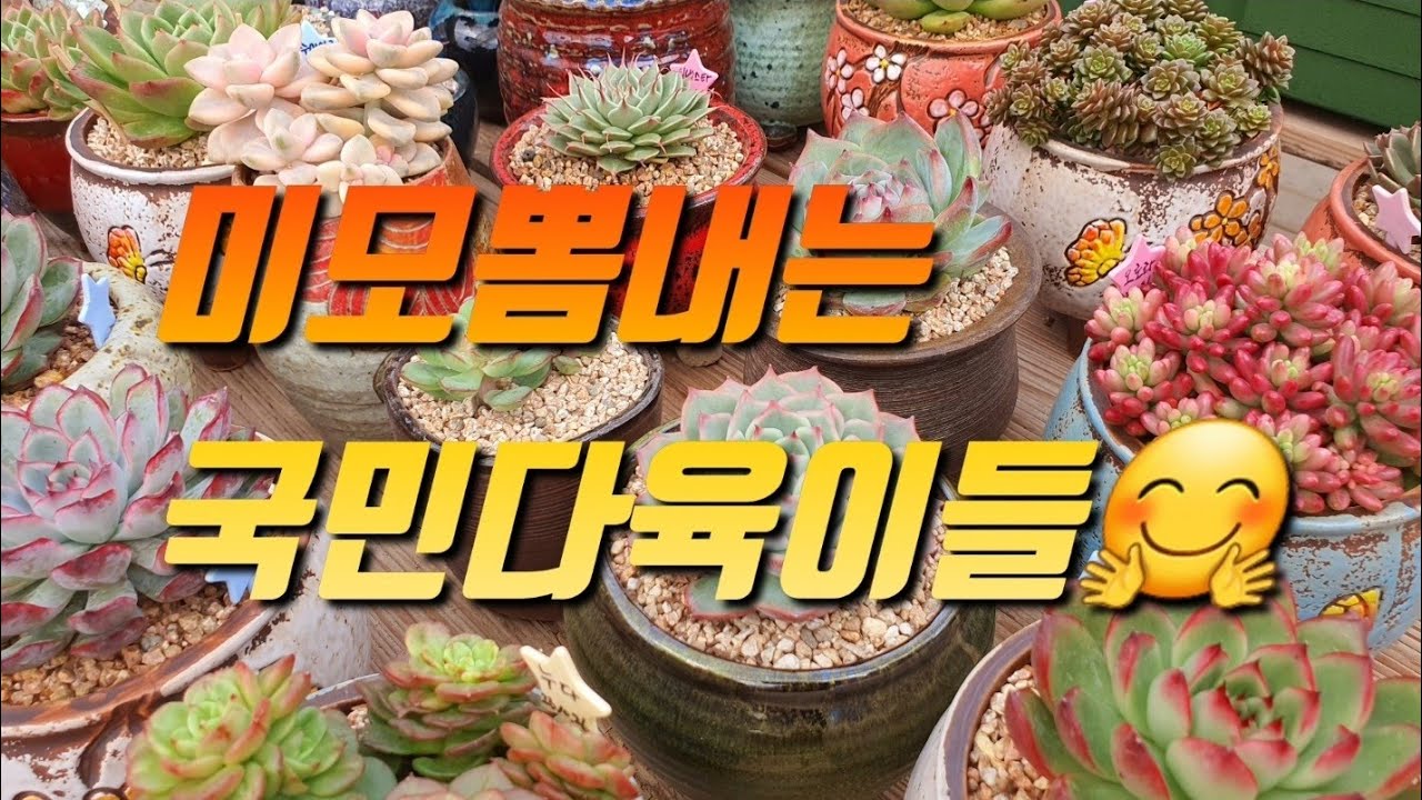 미모뿜뿜국민다육이가을하우스다육늦가을다육단풍국민다육이들영상함께해요🤗👍🏻🍂🍁🪴😊 Youtube