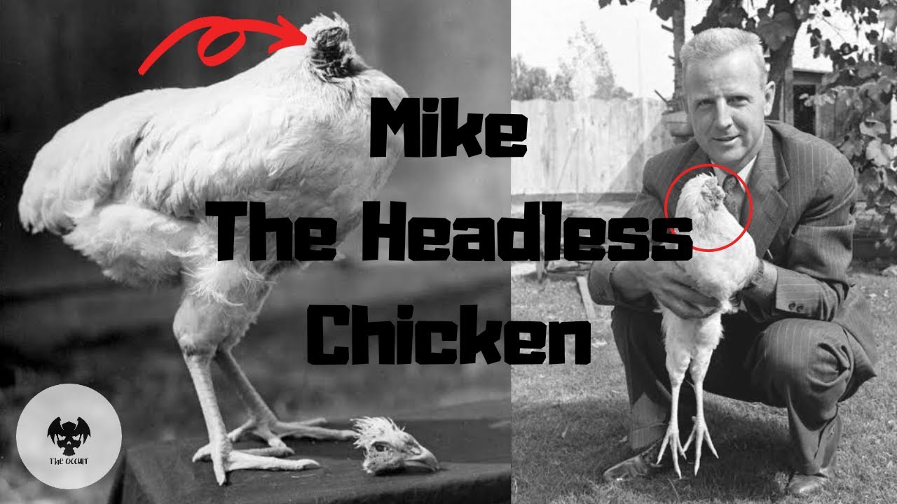 Mike the *HEADLESS CHICKEN* - YouTube