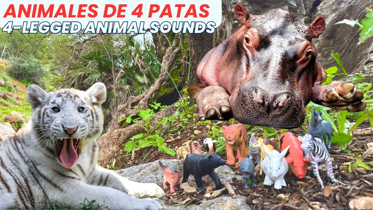 Aprende y Descubre: ANIMALES de 4 PATAS y sus NOMBRES Y SONIDOS ...
