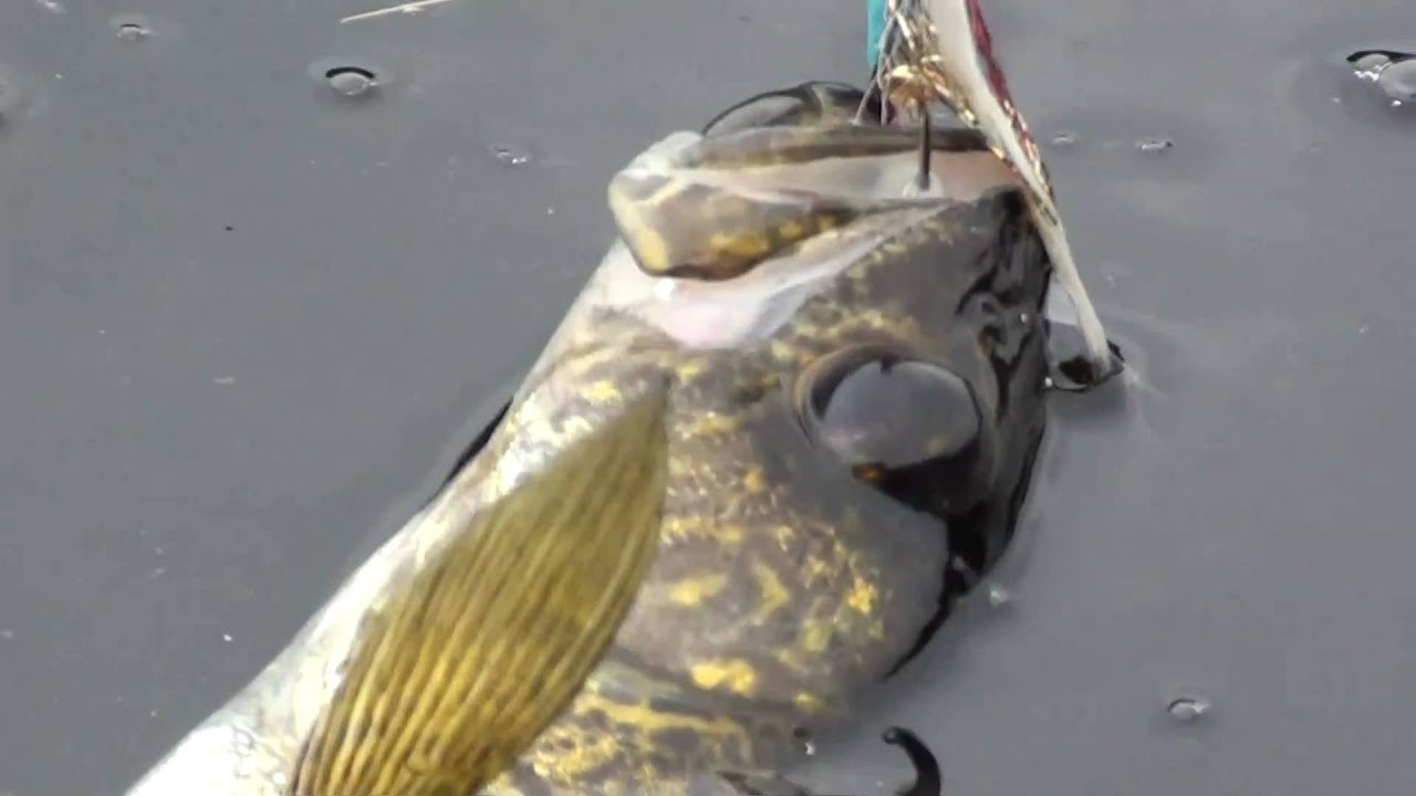 walleye on fly - YouTube