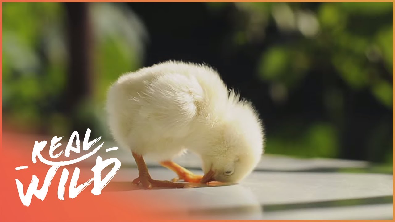 Most Playful Farm Animals | Baby Animals In Our World | Real Wild - YouTube