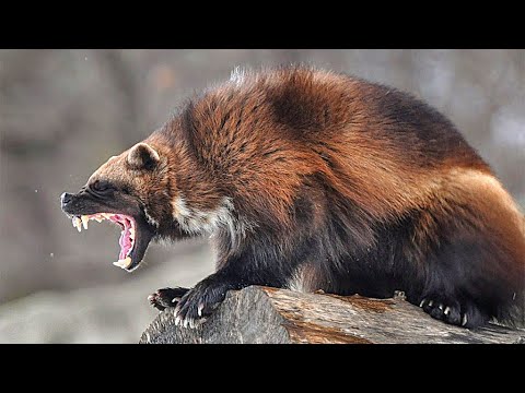 A wolverine can kill prey that is 5 times its size | Wolverine sound ...