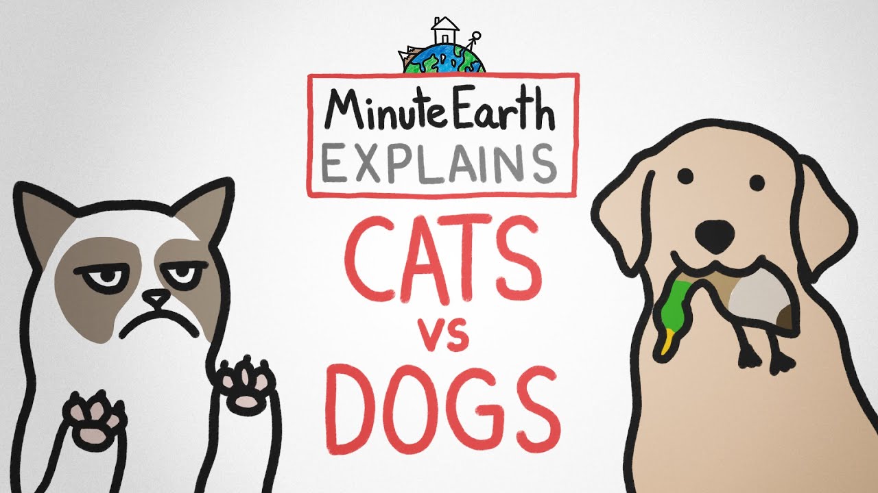 How Are Cats And Dogs Similar Updated October 2022 Wikidoggia how-are-cats-and-dogs-similar-updated-october-2022-wikidoggia