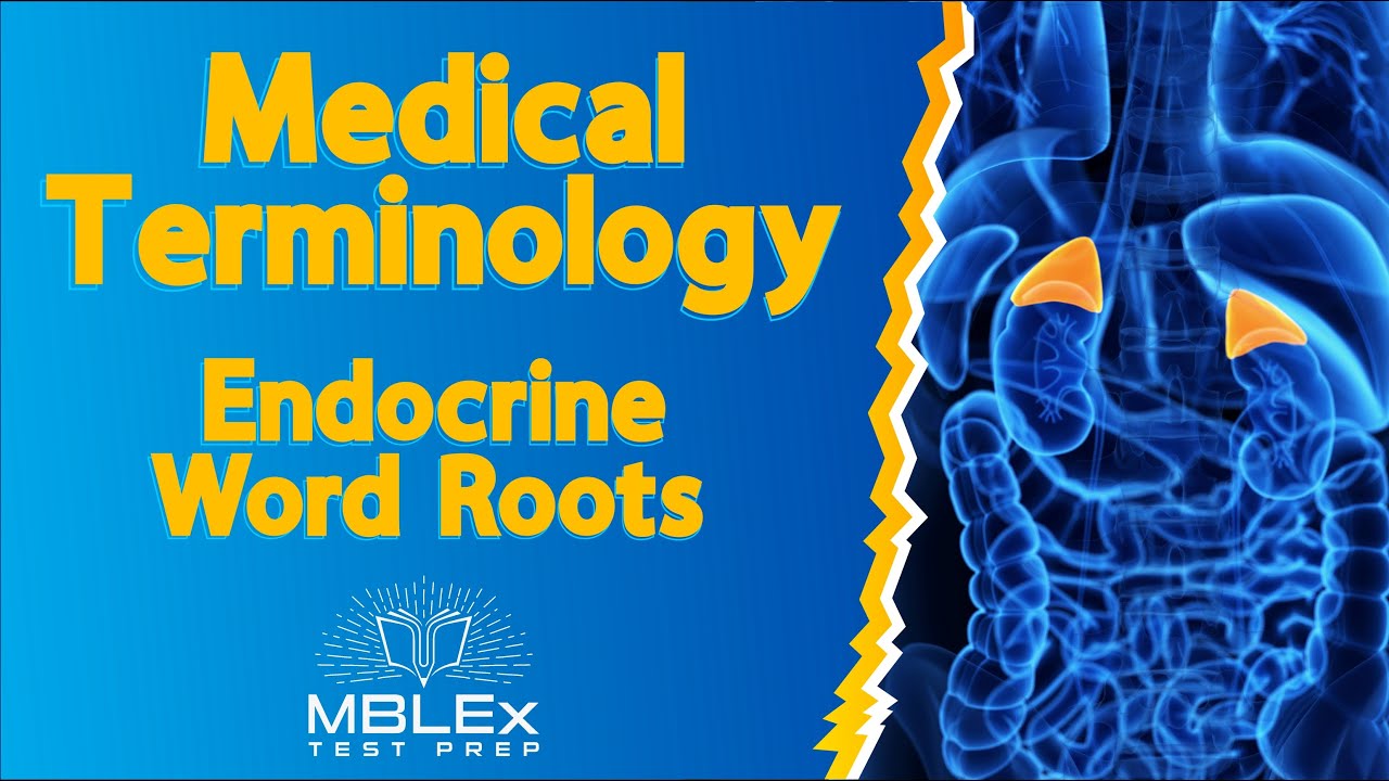 Medical Terminology - Endocrine Word Roots - YouTube