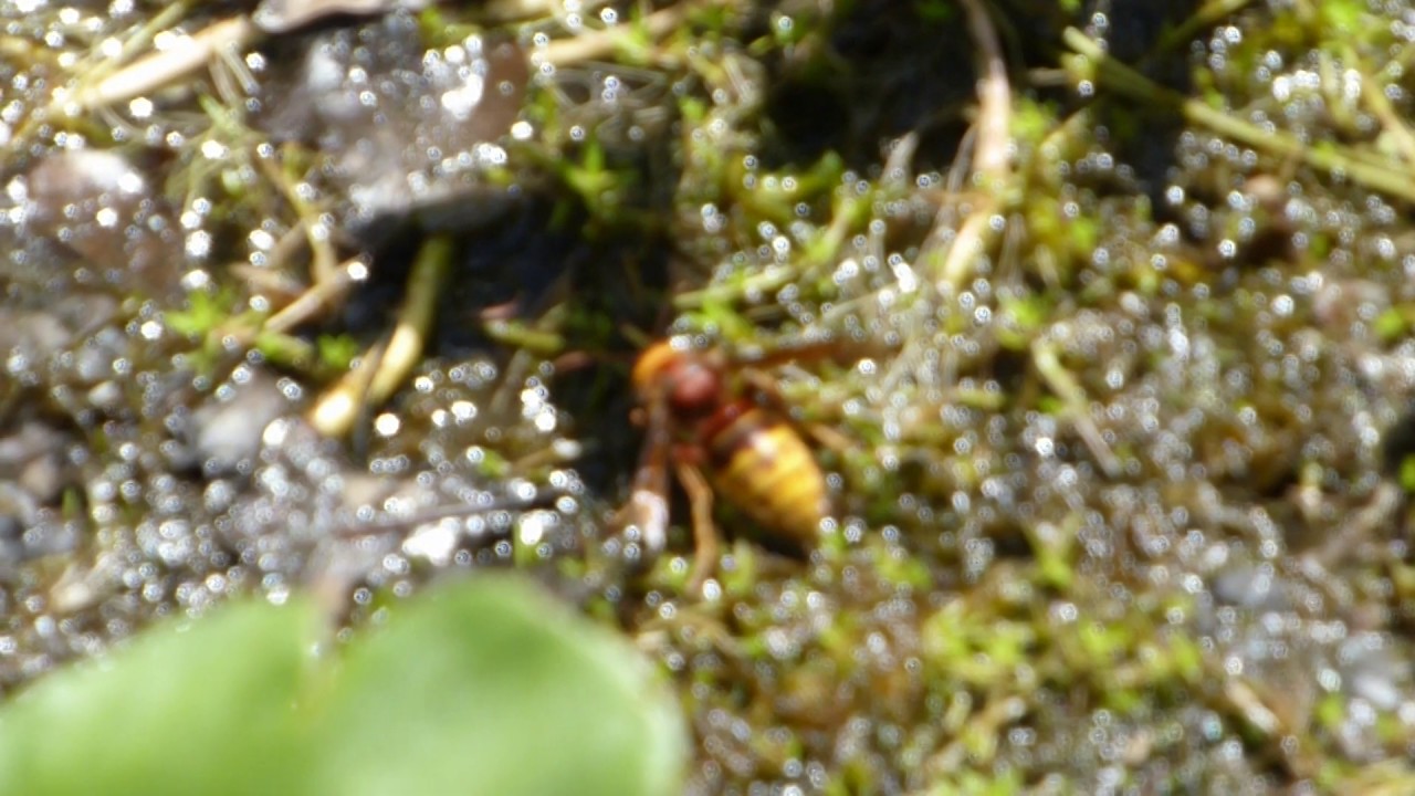 Hornet - Vespa crabro - Tröllvaxinn geitungur - Flugur - Skordýr - YouTube