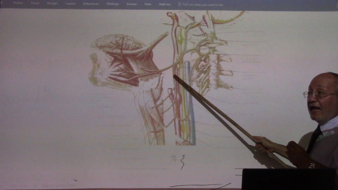 Anatomy of head & neck 62 ( Ansa cervicalis ) , by Dr. Wahdan - YouTube