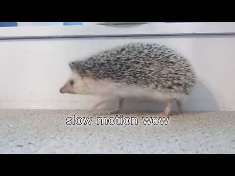 Hedgehog Running and Stomping - YouTube