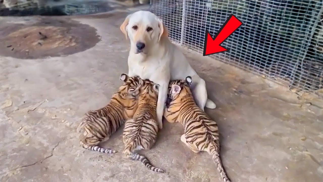 Perro Cría 3 Cachorros De Tigre, Pero Años Después ¡Ocurrió Algo ...