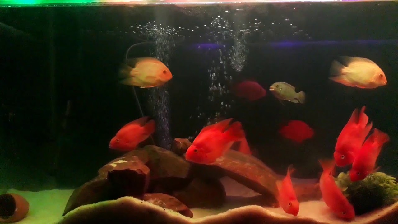 Blood Parrot Fish and their tank mates. - YouTube
