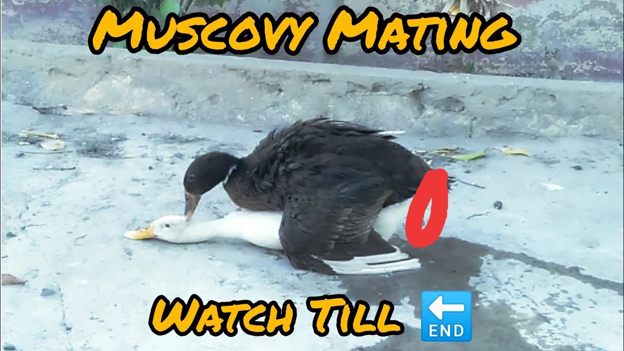 Muscovy Ducks mate / muscovies mating /Drake fertilizing Duck eggs ...