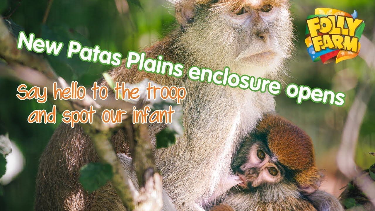 Patas Plains primate development now OPEN! - YouTube
