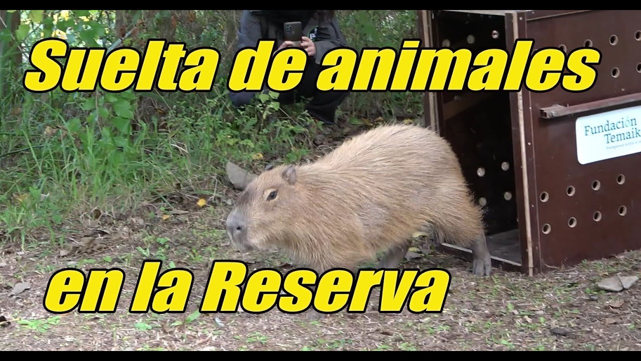Suelta de animales en la Reserva del Delta con Fundación Temaiken ...