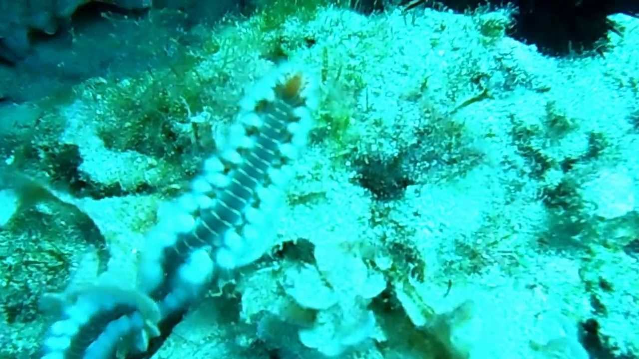 Vermocane - Hermodice carunculata - YouTube