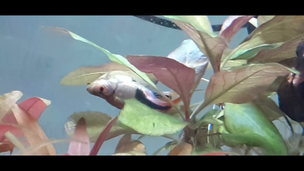 Repro Rasbora Arlequin - Trigonostigma Heteromorpha - YouTube