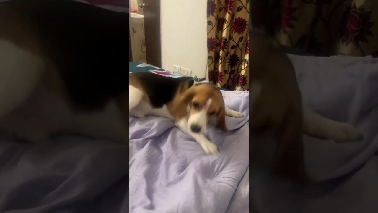 Coco Playing With Green Chilli | Coco Beagle | Coco #coco #pets # ...