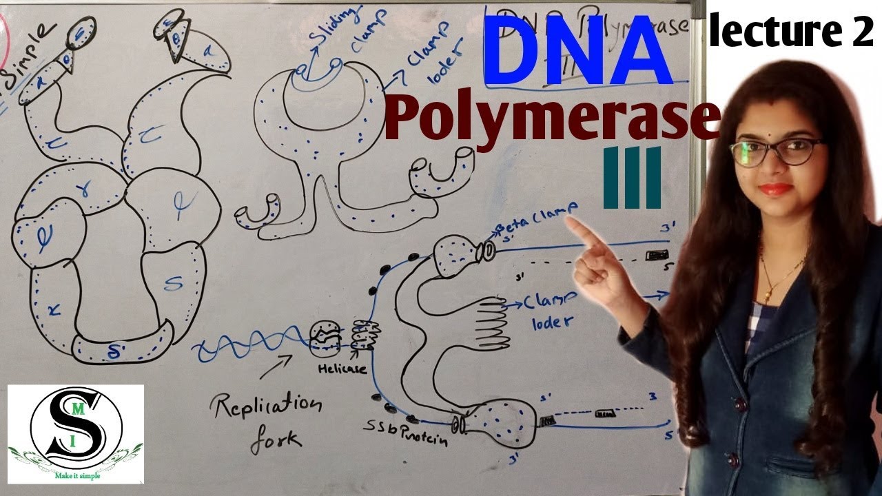 DNA Polymerase 3 / DNA polymerase VS RNA Polymerase / what is Beta ...