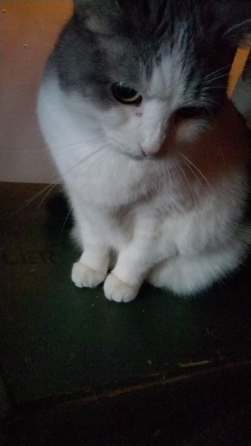 Sadie is sad that Thomas is near her #cat #short - YouTube