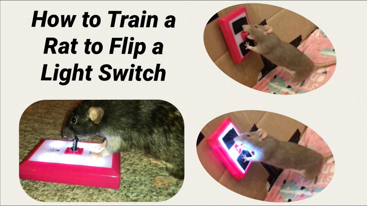 How to Train a Rat to Flip a Switch - YouTube