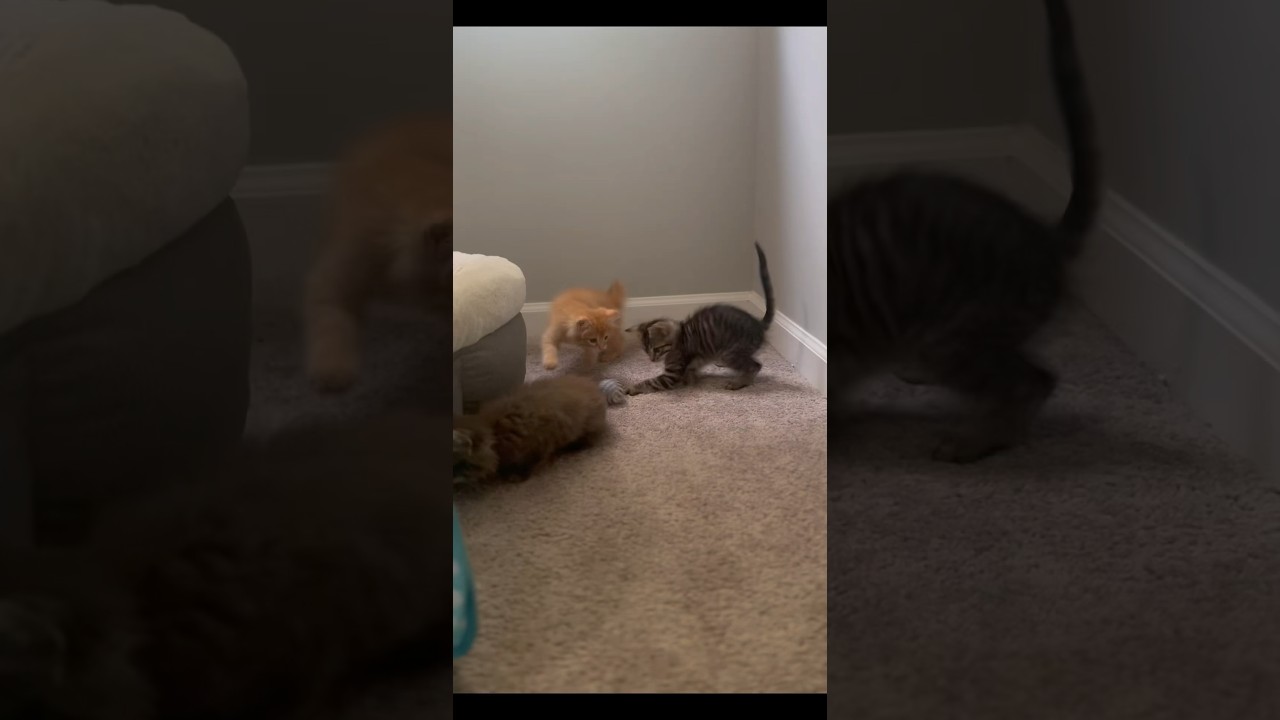 Cute kittens playing! - YouTube