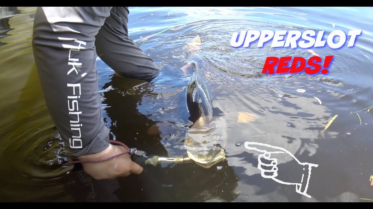 Fishing For Redfish With Cut Bait - YouTube