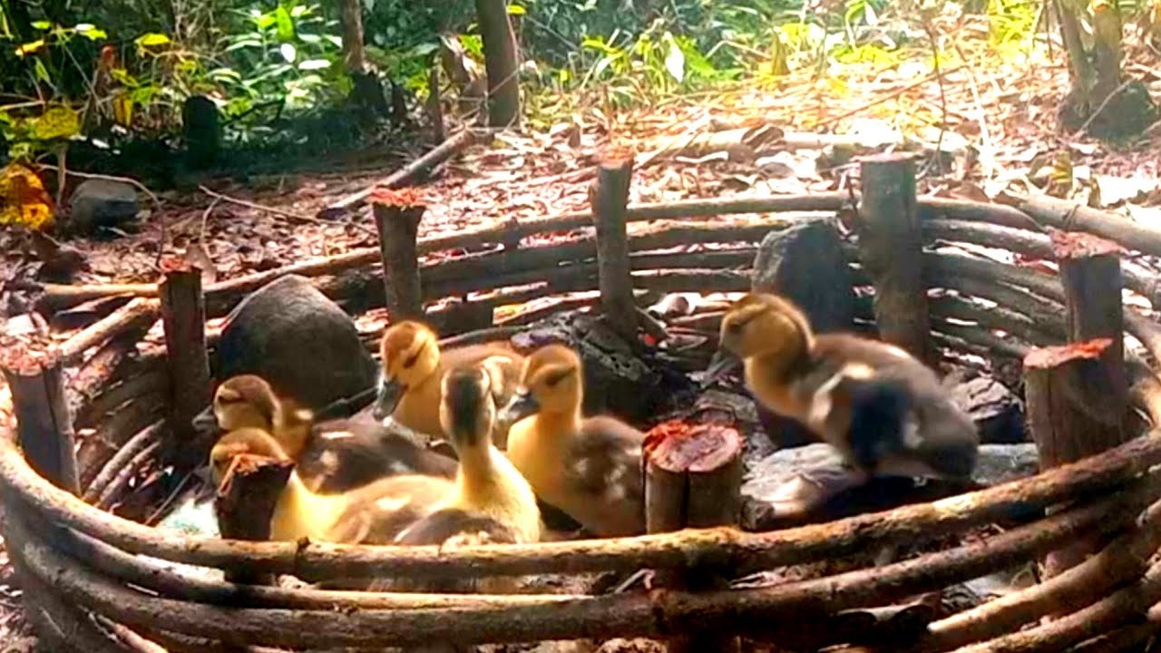 make delicious blue tomatoes in forest primitive life - YouTube