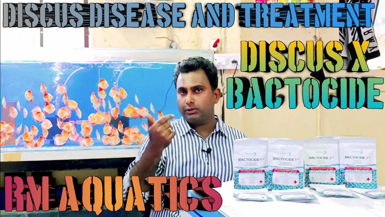 Discus fish Medicine | Discus X Bactocide | RM Aquatics | Rakesh ...