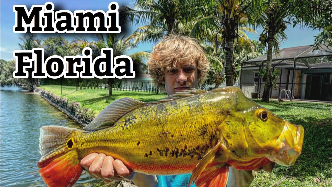 Canal FISHING For HUGE Peacock Bass!!! (Miami,Florida) - YouTube