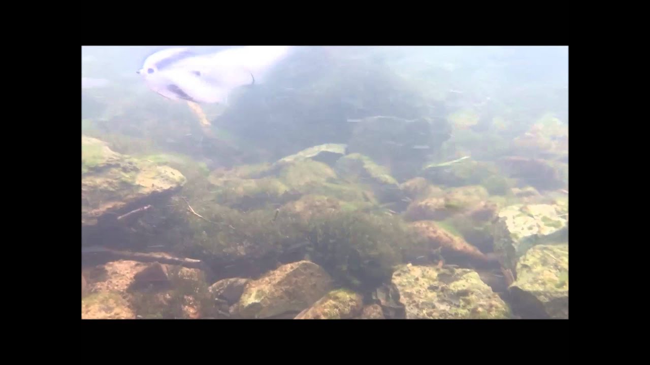 white streamer 1 - YouTube