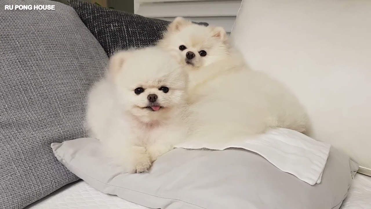 [baby]퐁키가 너무 예쁜 루디 - YouTube