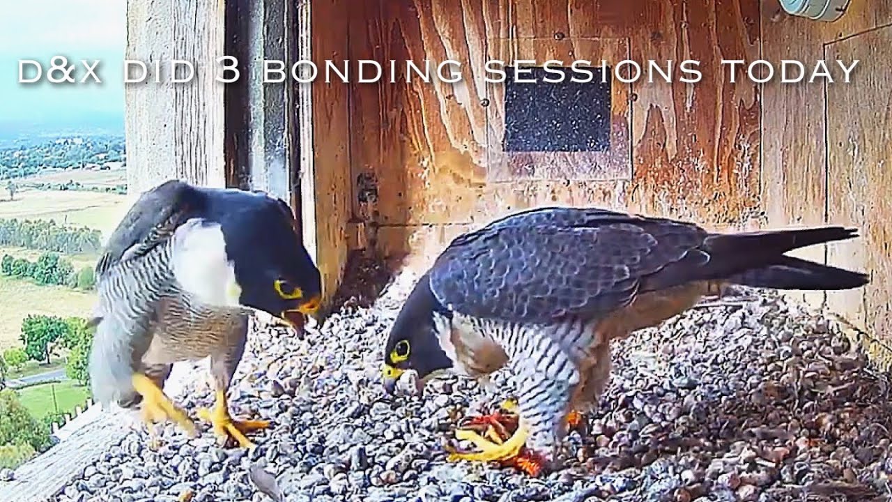 #309🦅Falcon Nest ／Box Camera - FalconCam Project LIVE - YouTube