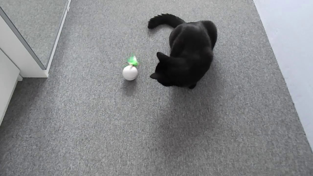 Interactive Cat Ball with LED and Feather - YouTube