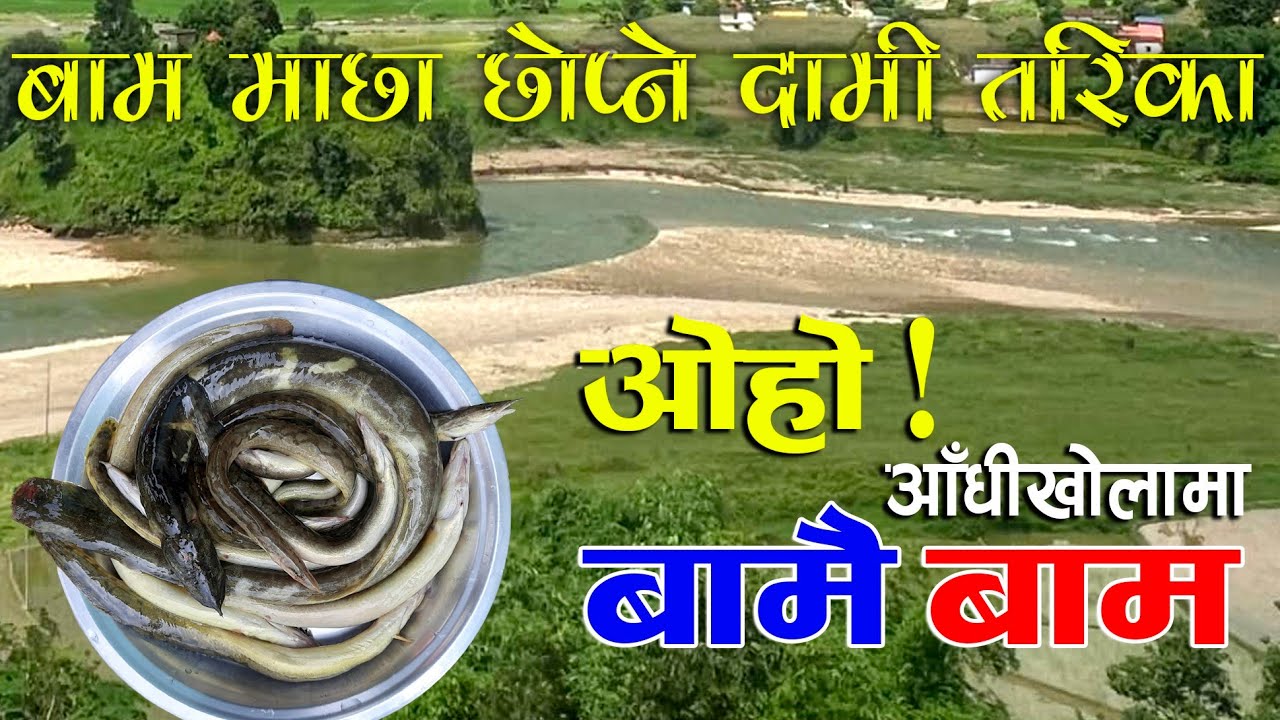 Amazing Bam fishing and cooking | Aadhikhola fishing | Fishing in Nepal ...