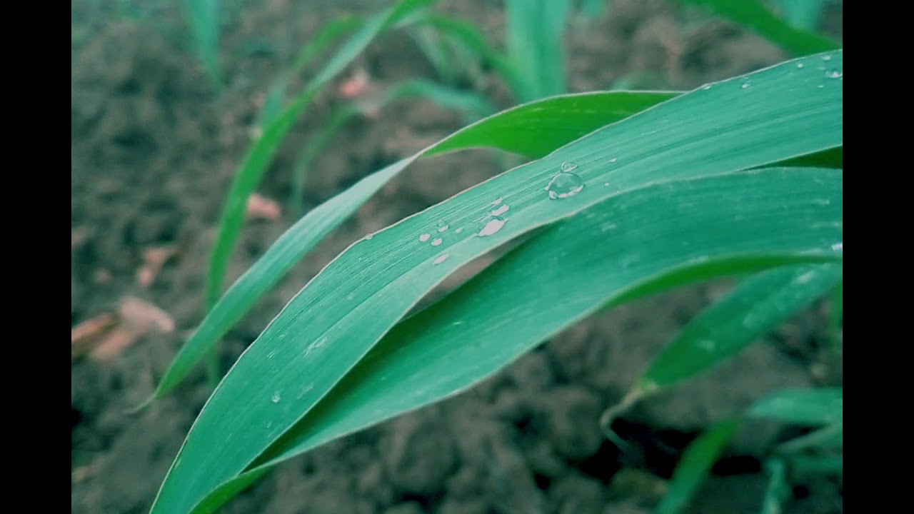 Dew drops on leaves of grass | Beautiful scenery of dew drops | Dew ...