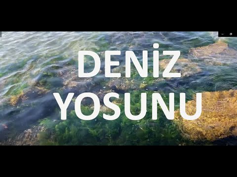 Yosunlar
