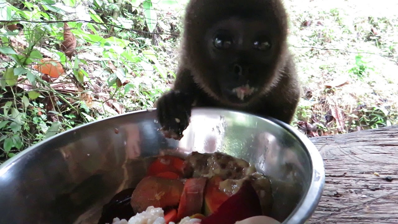 Special baby Woolly Monkey is really enjoying her breakfast - YouTube