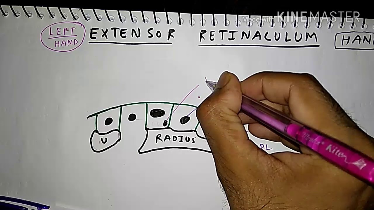 Extensor Retinaculum of Hand | Upper Limb Anatomy | TCML Anatomy - YouTube