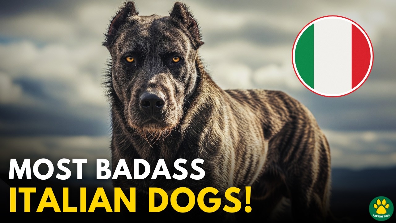 7 MOST BADASS ITALIAN ORIGIN DOG BREEDS! - YouTube