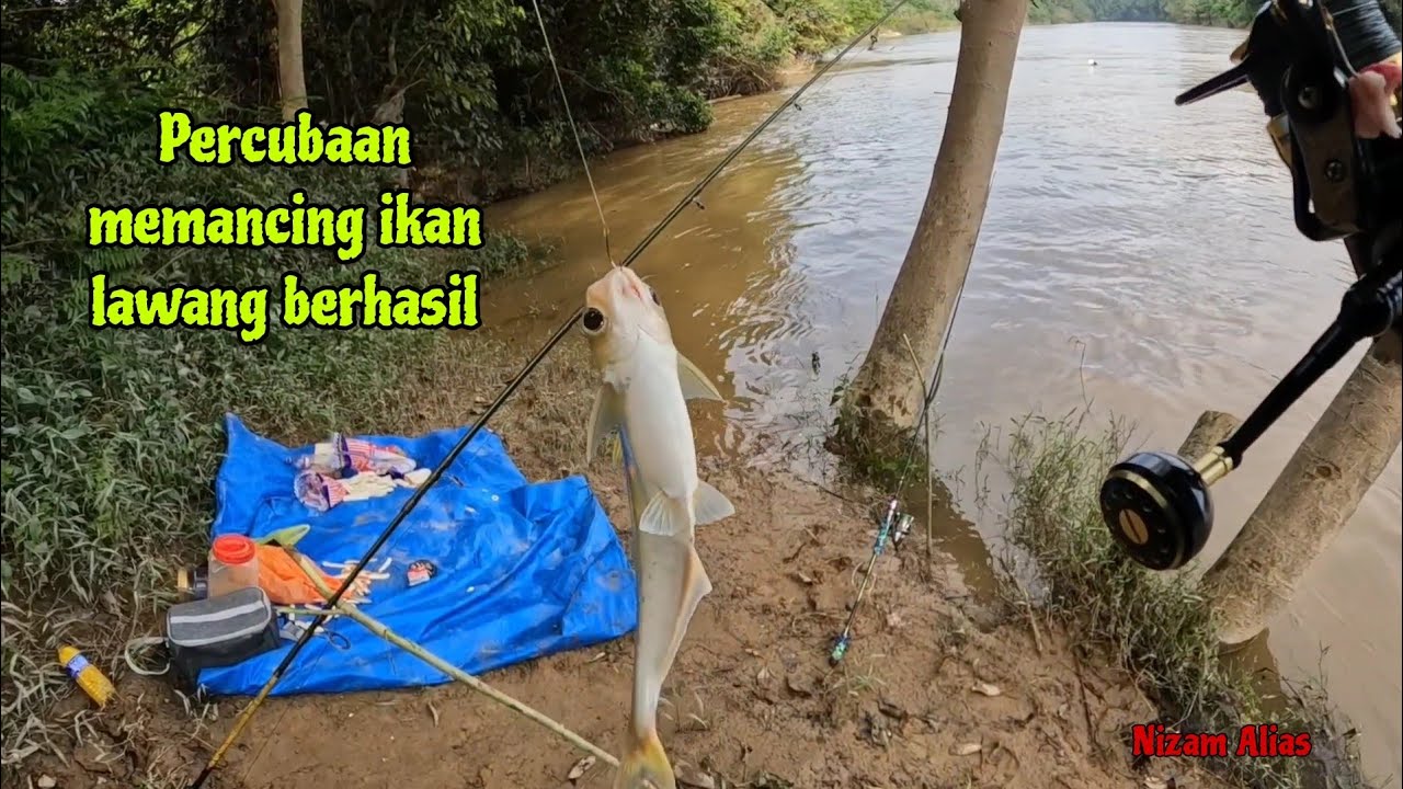 PERCUBAAN MEMANCING IKAN LAWANG BERHASIL - YouTube