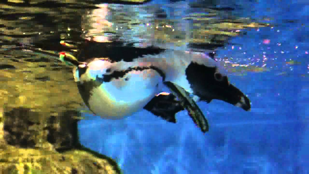 Penguins in Epson Aqua Stadium - YouTube