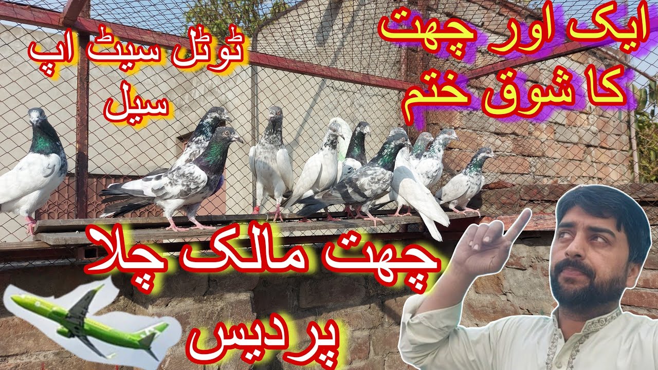 Aik or chat ka shoq khtm total setup khtm 03219838722 #skypigeons - YouTube