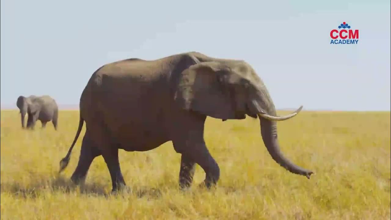 WORLD ELEPHANTS DAY-AUGUST 12 - YouTube