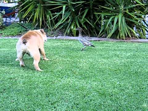 Dexter_duck_02.AVI - YouTube