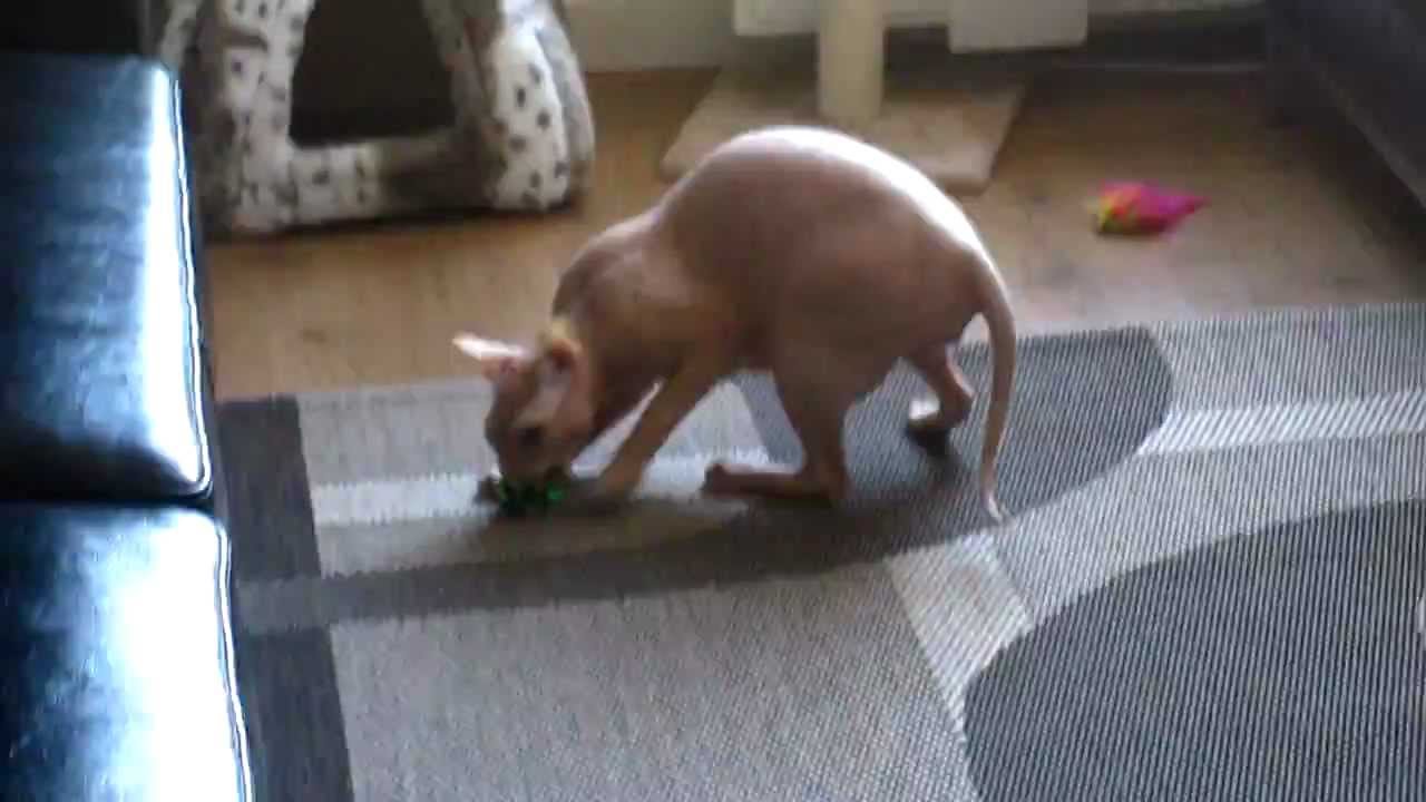 Igor Donskoy (Don Sphynx) playing with Jumbo Mylar Crackle Ball - YouTube