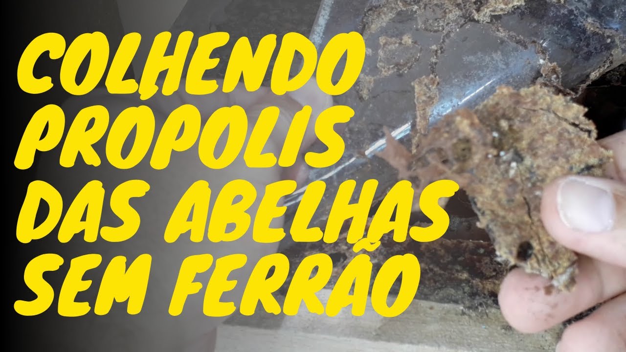 COLHENDO PRÓPOLIS DAS ABELHAS SEM FERRÃO - YouTube