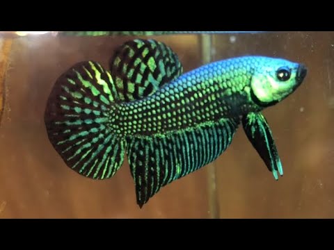 Amazing Sharing About Beautiful Alien Bettas Adorable Eysan Bettas ...