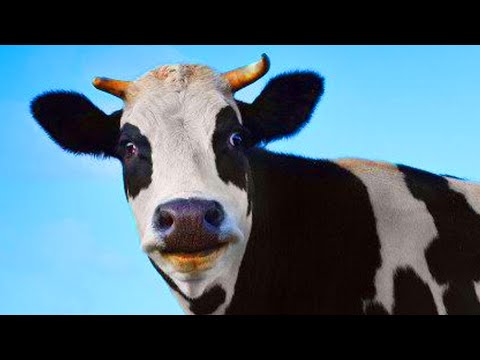 Cow Life Cycle and Unique Facts About Cows - Types of All Cows - How to ...